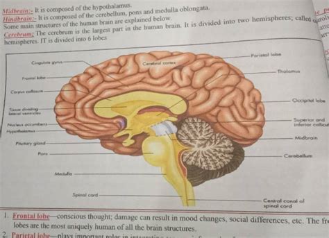 Midbrain It Is Composed Of The Hypothalamus Hindbrain It Is Composed