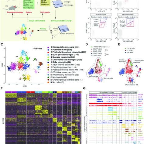 Pdf Developmental Heterogeneity Of Microglia And Brain Myeloid Cells