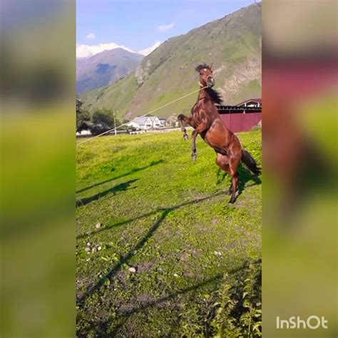 ალი Youtube