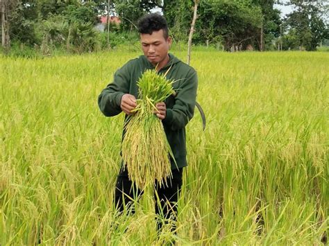 កសិករ ៤ រូប នៅឧត្តរមានជ័យអនុវត្តដាំស្រូវពូជចំប៉ីស ៧០