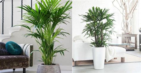 Bamboo Palm Indoor Plant