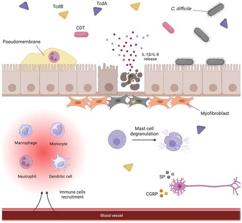 Clostridioides Difficile Meldepflichtig Tknu