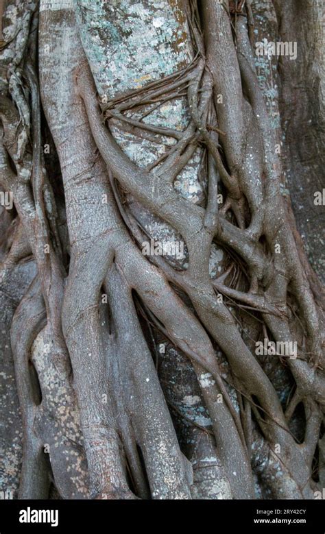 Dwarf Fig Everglades National Park Florida Strangler Fig Ficus Aurea