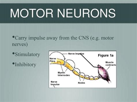 Ppt Neural Control Of Movement Powerpoint Presentation Free Download Id 245889