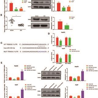 TRIM36 Is A Direct Target Gene Of MiR 494 3p QRT PCR And Western Blot