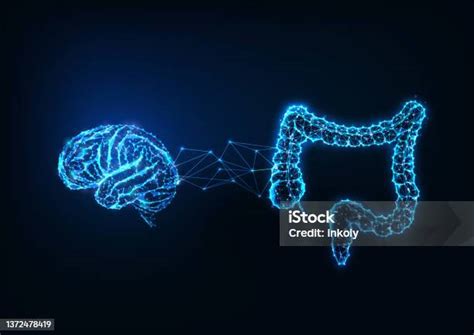 빛나는 낮은 다각형 인간의 두뇌와 창자와 미래 창 자 두뇌 연결 개념 창자에 대한 스톡 벡터 아트 및 기타 이미지 창자 연결 사람 뇌 Istock