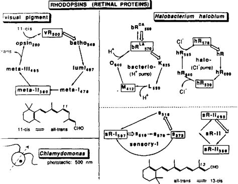 Figure 1 From 11 Cis Retinal A Molecule Uniquely Suited For Vision