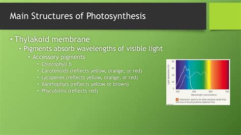 Photosynthesis Chapter Ppt Download