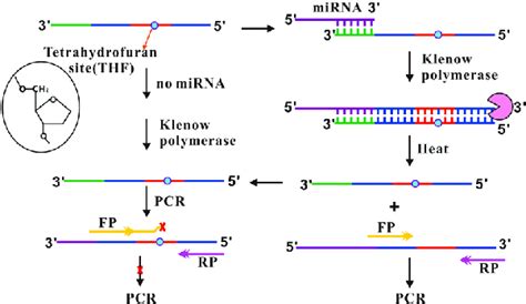 Scheme 1 Schematic Representation Of Tr Pcr For Mir 122 Analysis Download Scientific Diagram