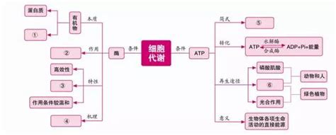 Atp思维导图 千图网