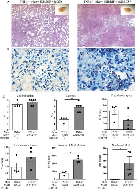 Effect Of Gm Csf Blockade Combined With Sub Optimal Chemotherapy On Download Scientific Diagram