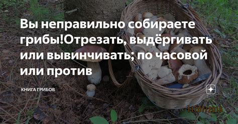 Вы неправильно собираете грибы Отрезать выдёргивать или вывинчивать