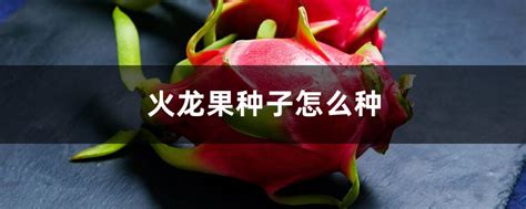 火龙果种子怎么种 花百科