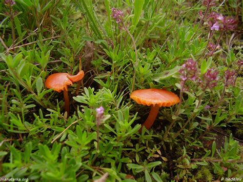 Керемиденочервена черешова гъба « Сайт за гъбите в България