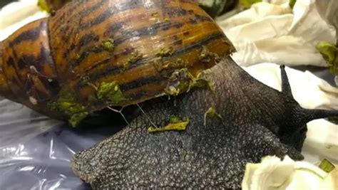 Siput Berkeliaran Makan Daun Tanaman Hias Kesayangan Kamu Begini Cara