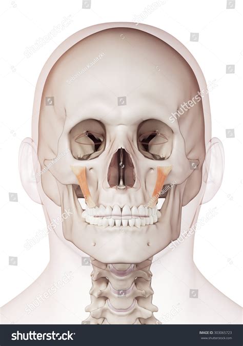Zygomaticus Minor Zygomaticus Illustration Stock Image C025 5348