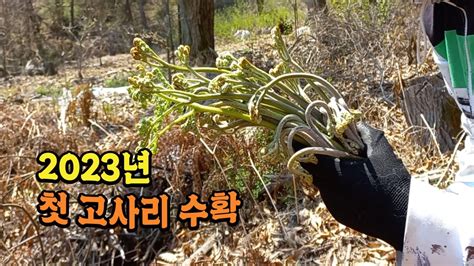 2023년 첫 고사리 수확 너무 어릴 때 꺾는 거 아냐 Youtube