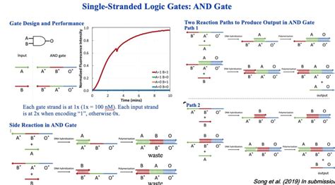 Fast And Compact Dna Logic Circuits