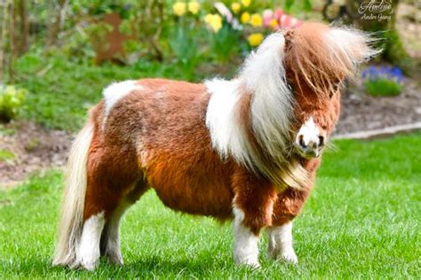 Rekord Pony Aus Deutschland Ist Das Kleinste Pferd Der Welt
