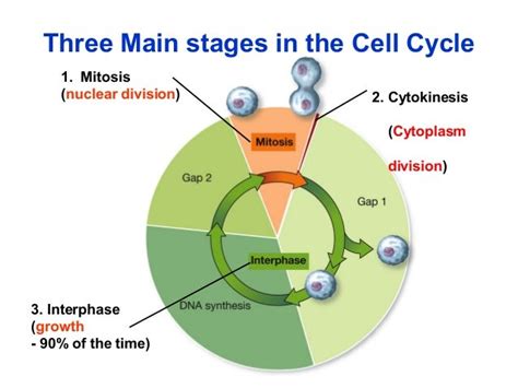 Biology Form 4 Chapter 5 Part 1 Mitosis Online Tuition
