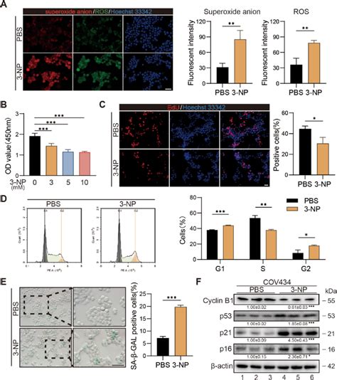 3 Np Caused Gcs Dysfunction In Vitro A Cov434 Cells Were Treated