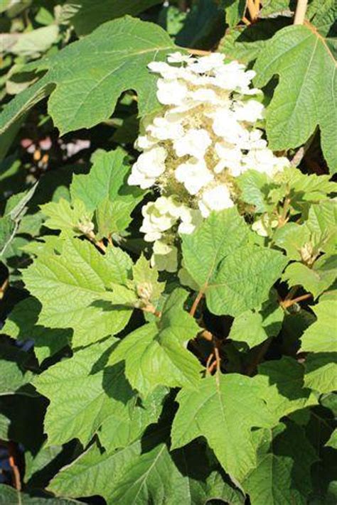 Hydrangea Quercifolia Alice Devil Mountain Wholesale Nursery