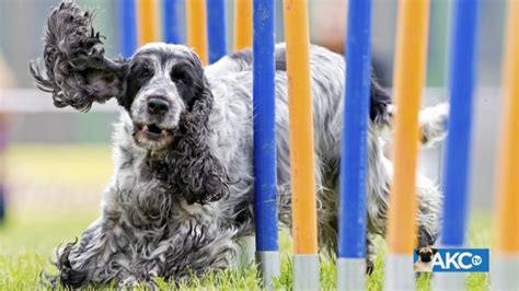 English Cocker Spaniel Akctv