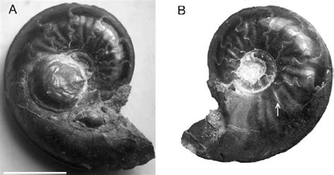 A Right Side Of An Oxynoticeras Lymph 201174 With An Epifaunal