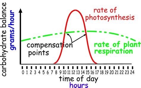 Compensation Point In Photosynthesis Science Solve