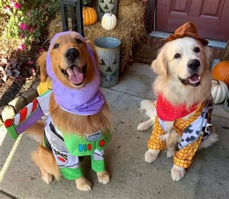 Concursos de disfraces para perritos en Pachuca y Tulancingo así