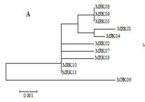 The Upgma Phylogenetic Tree Constructed For The Mtdna 16s Rrna Gene Download Scientific Diagram