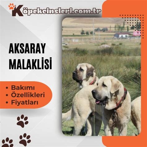 Aksaray Malaklısı Özellikleri Bakımı Ve Fiyatları
