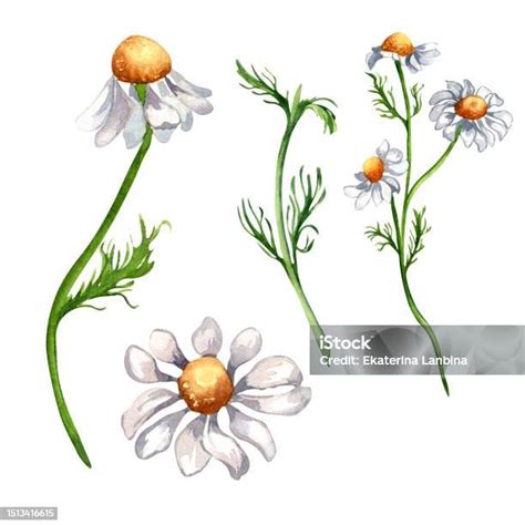 카모마일 약용 식물 수채화 그림은 흰색 배경에 분리되어 있다 데이지 노란 꽃 유용한 허브 카모마일 손으로 그렸습니다 라벨 패키지