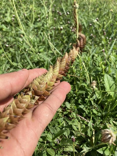 Fibonacci Vibes Scrolller