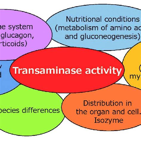 Factors Affecting Blood Transaminase Activity Download Scientific