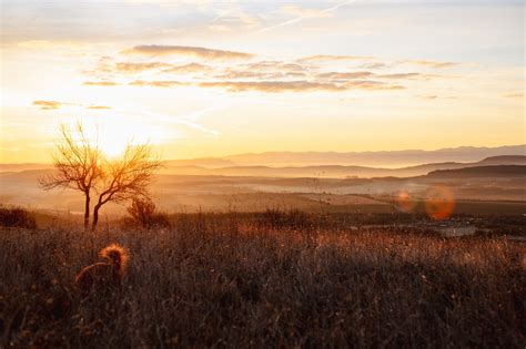 Шоколадова тортичка с ягоди За блата 7бр 335г яйце 335г захар 335г масло 300г брашно 35 40г