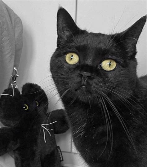 Godashin On Twitter 실제 검정 고양이는 가슴에 하얀 털 몇 가닥이 있고 배에도 있답니다 현실 반영