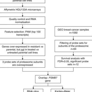 Overview Of The Statistical Analysis Download Scientific Diagram