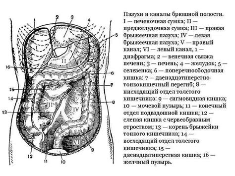 Органы Брюшной Полости Рисунок 55 Фото