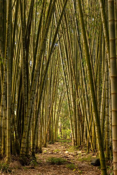 Bamboo Opportunities Bamboo Council By Nowcandoit Issuu