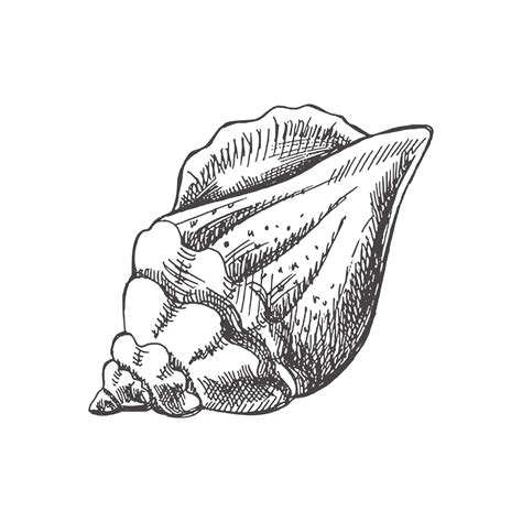 Hand Drawn Sketch Of Seashell Clam Conch Scallop Sea Shell Sketch