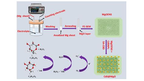 Scheme 1 Schematic Diagram Showing The Preparation Of Mgoens And