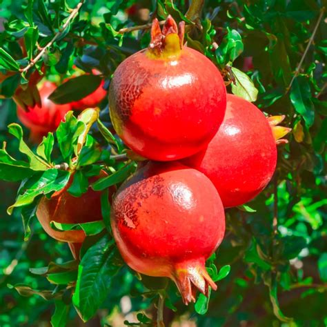 Srija Plant Super Bhagwa Anar Plant Bhagwa Pomegranate Plant Red Anar