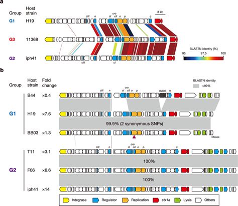 Comparison Of The Early Regions Of Stx A Phages A Genomic