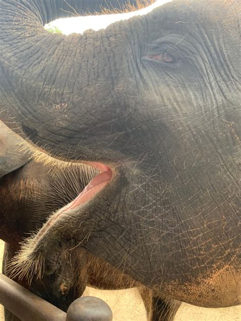 ‘physically Impossible For Elephant To Bite Woman Bali Park Owner