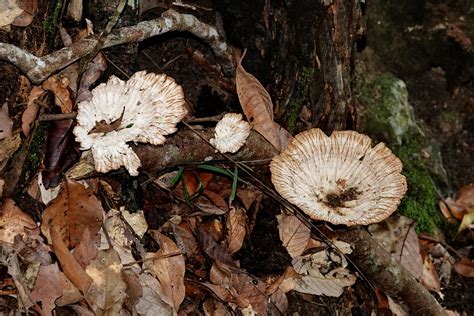 Cymatoderma Elegans Cymatoderma Elegans Est Une Espèce De … Flickr