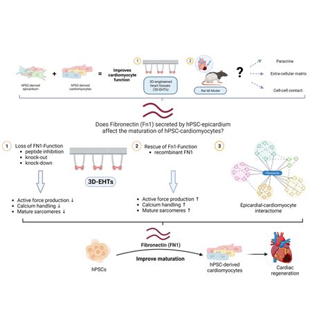 Epicardially Secreted Fibronectin Drives Cardiomyocyte Maturation In 3d Engineered Heart Tissues