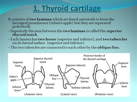 Thyroid Notch