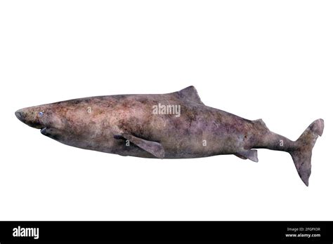 Greenland Shark Somniosus Microcephalus Cut Out Stock Images And Pictures