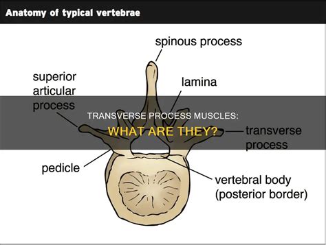 Transverse Process Muscles What Are They Cyvigor